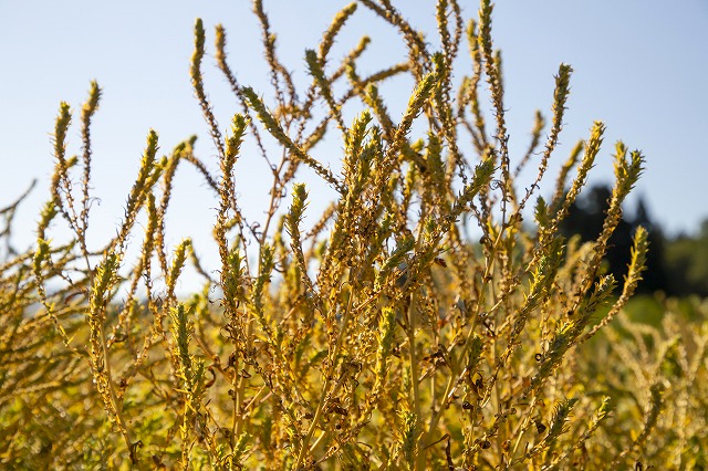 Tonburi | 大館市公式サイト｜観光・市政・暮らし情報｜大館というところ。